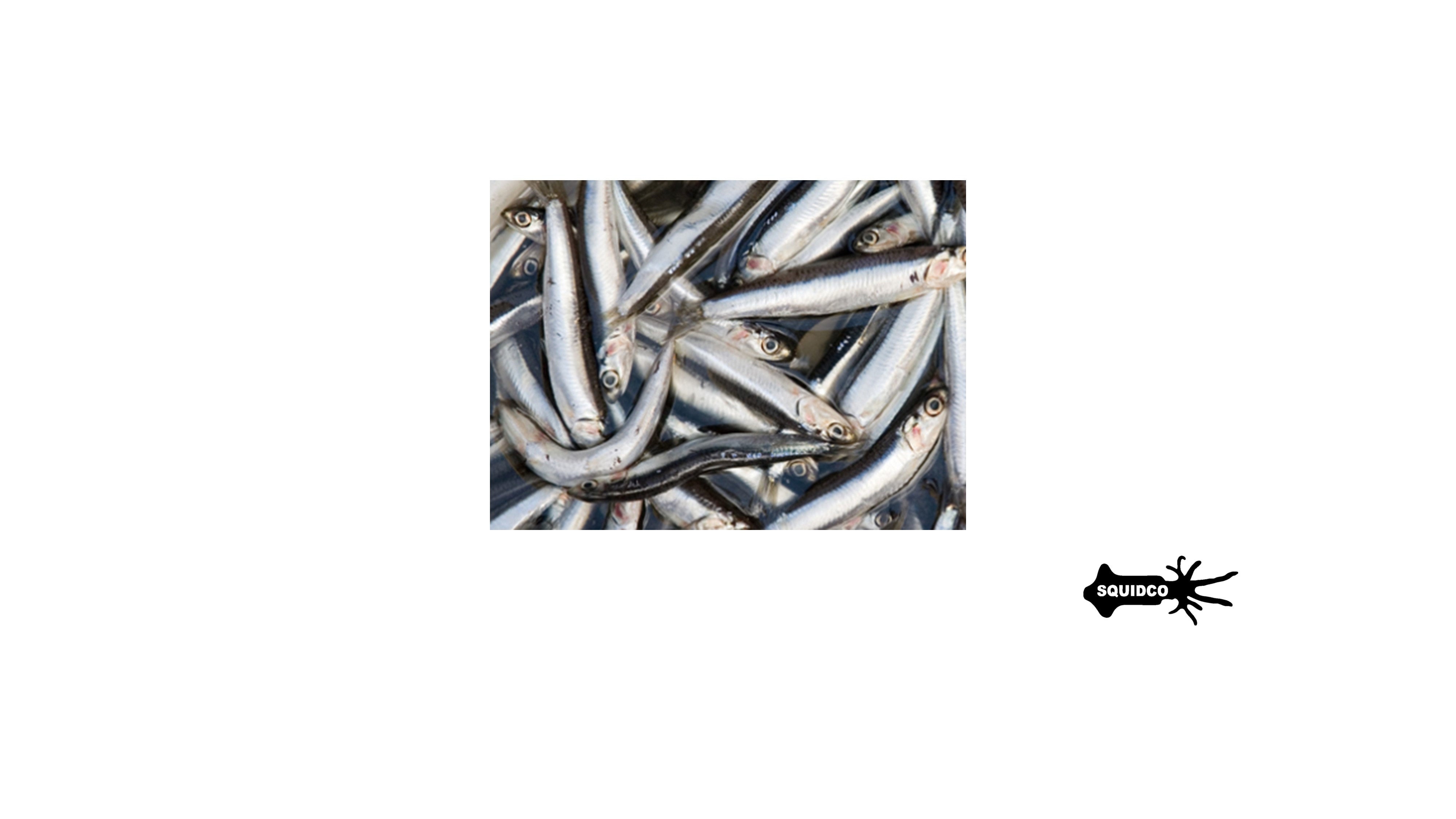 Frozen Anchovy 1lb Bag | Squidco Fishing