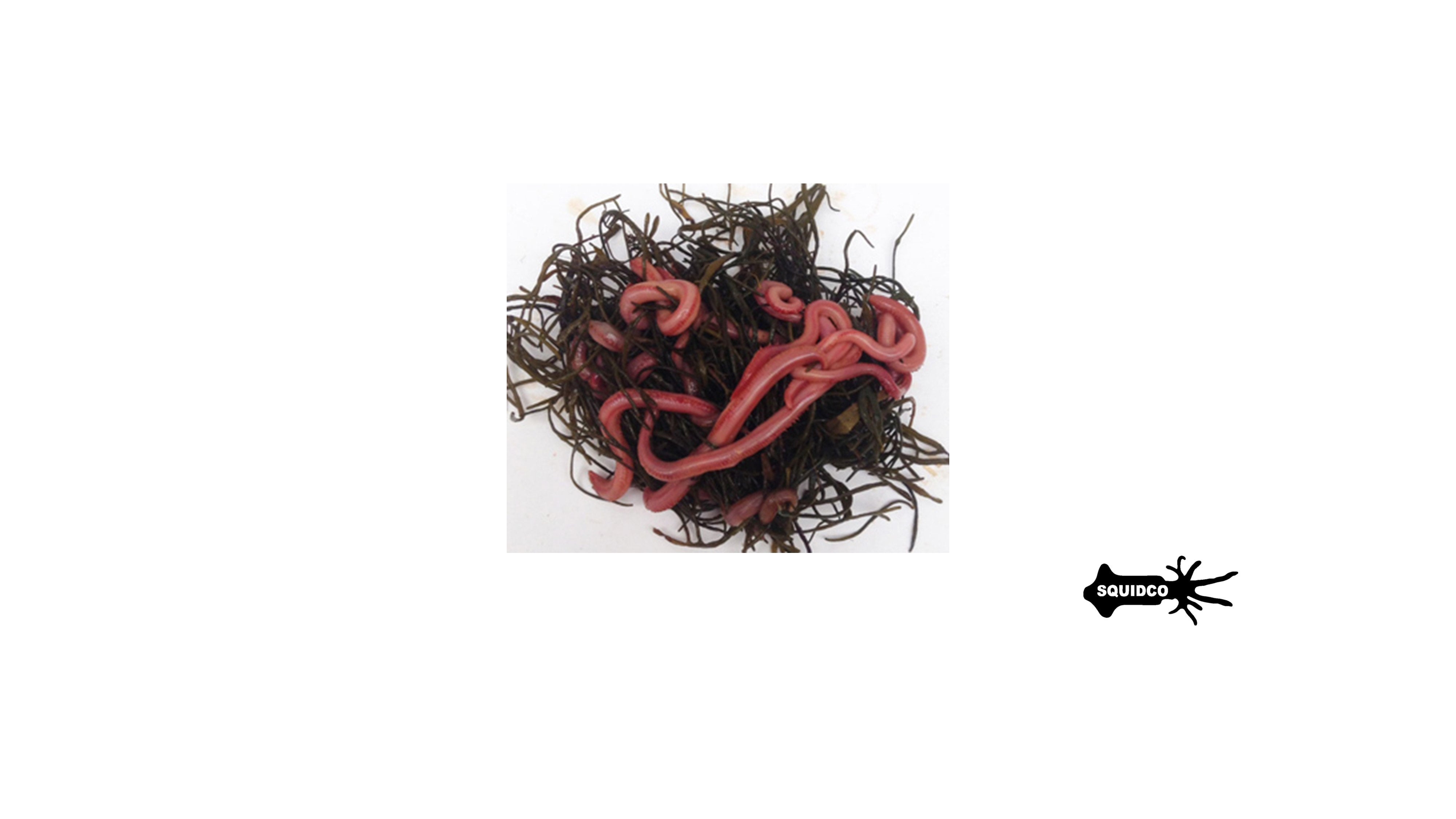 Live Bloodworms | Squidco Fishing