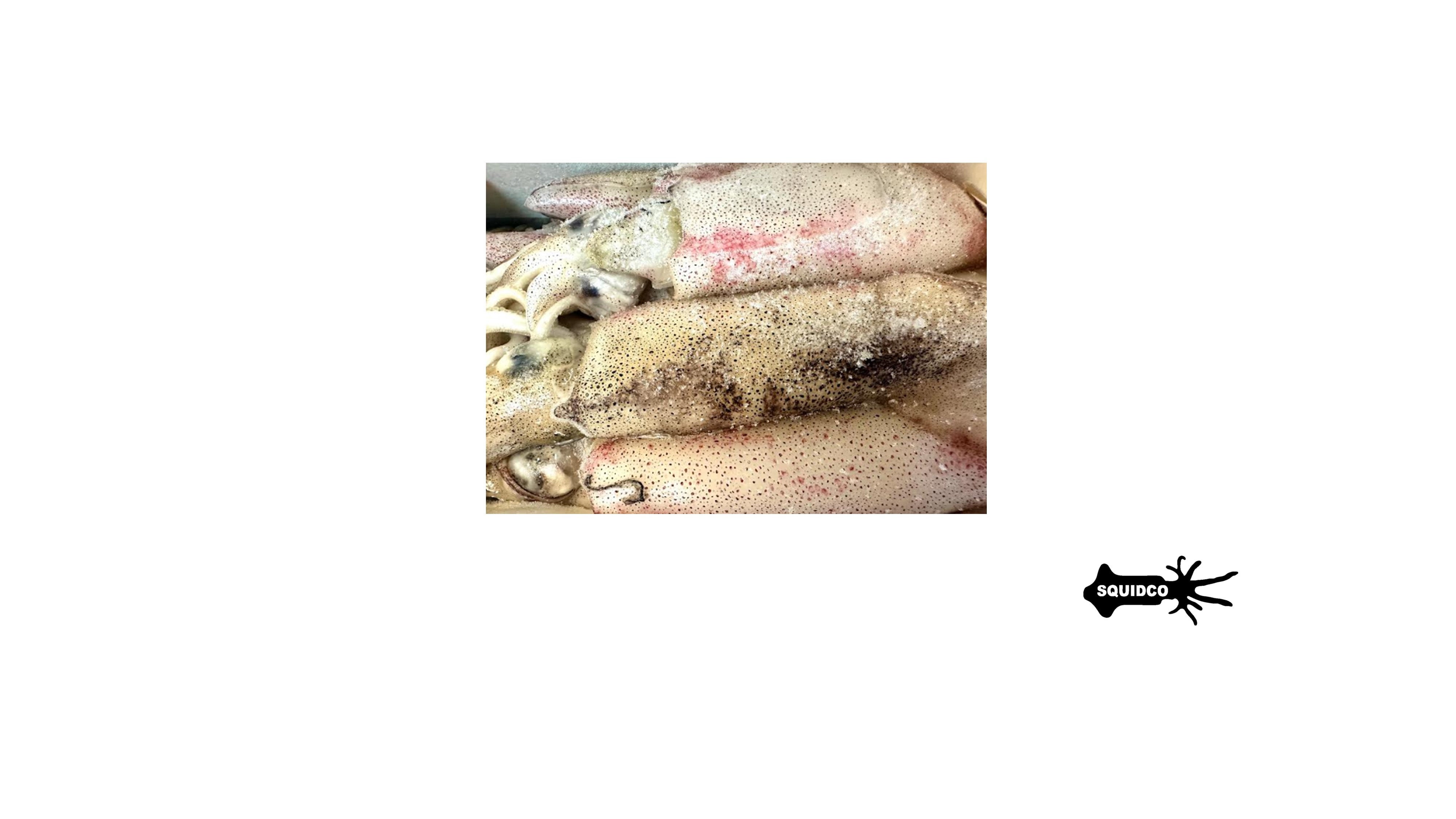 Frozen 1lb Squid | Squidco Fishing